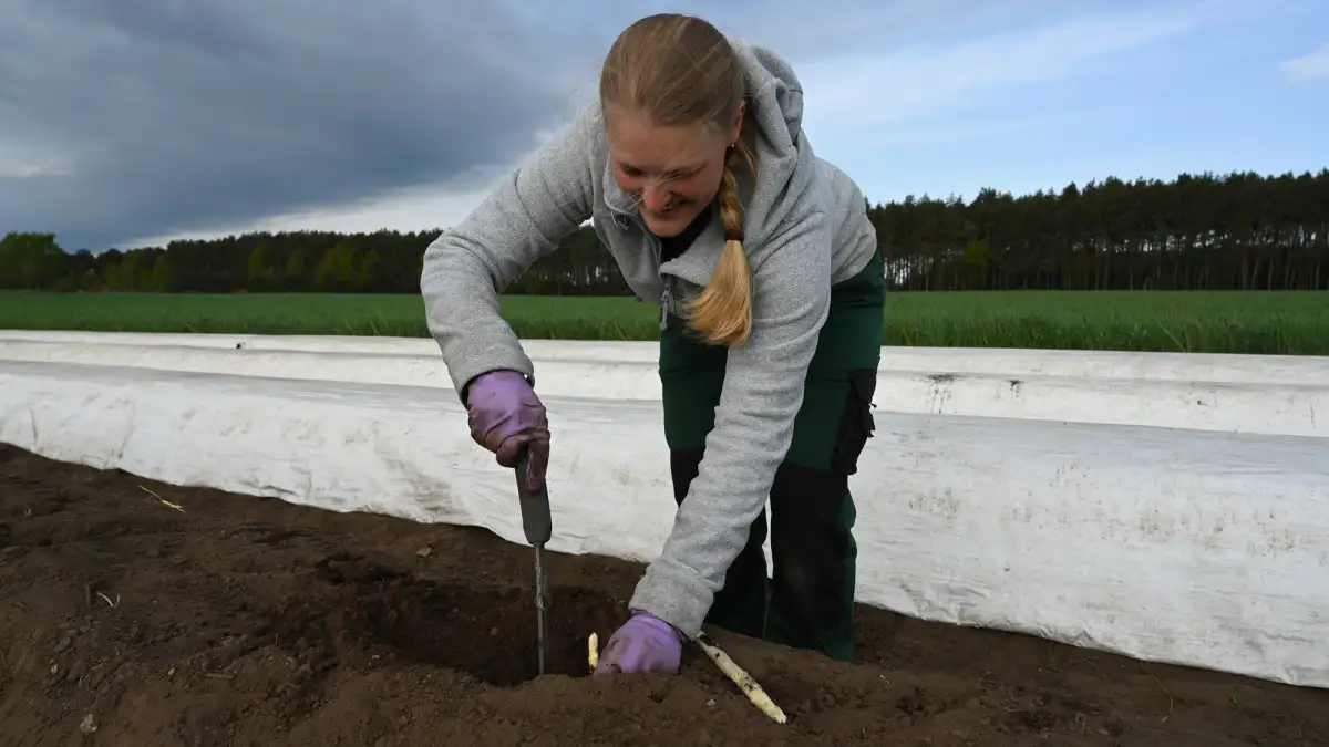 Spargel stechen: Wie funktioniert das mit Erntehelfern ohne Erfahrung?
