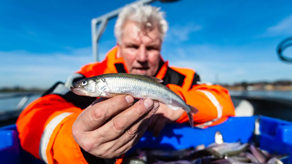 Wärme lässt die Stinte wandern