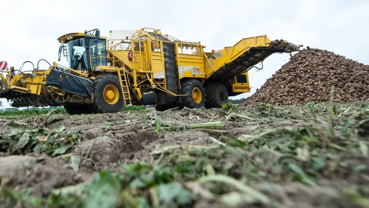 Zuckerrüben-Ernte hat begonnen
