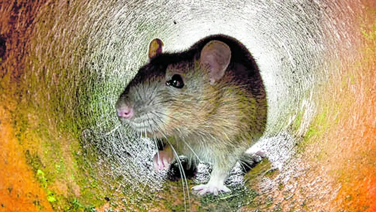 Die Hauptstadt der Ratten