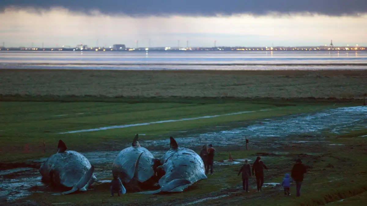 Pottwal-Bergung im Wattenmeer beendet