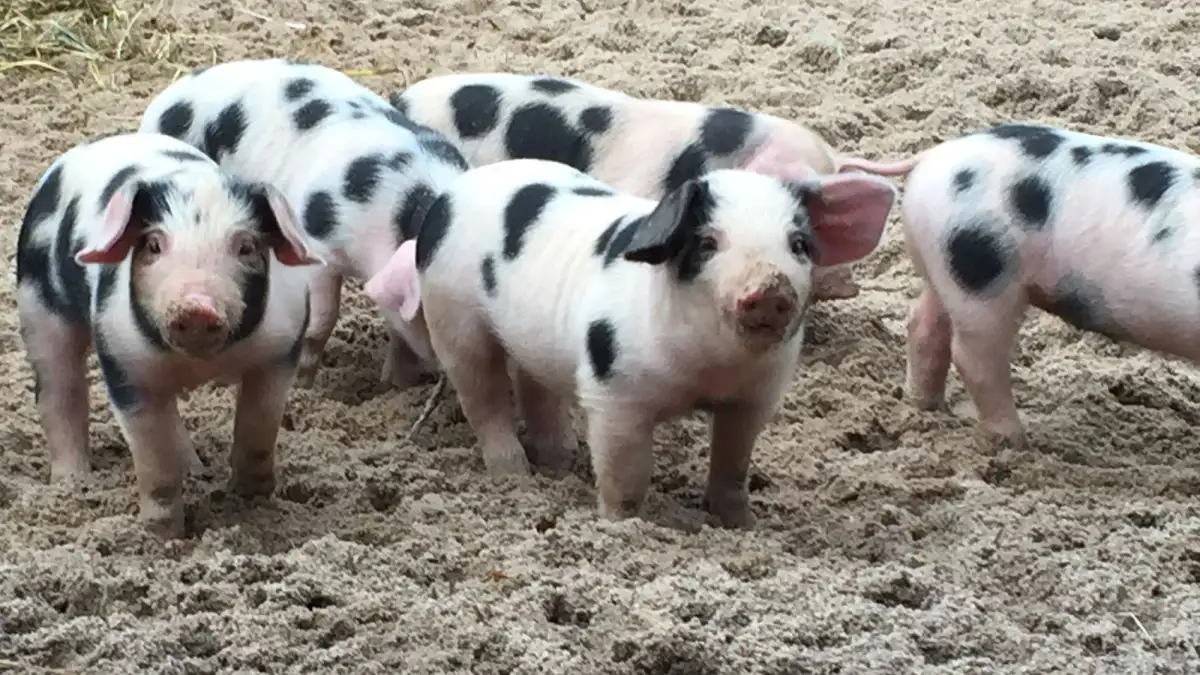 Bentheimer-Ferkel erkunden ihr Gehege