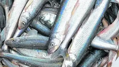 Der Mann und der Stint