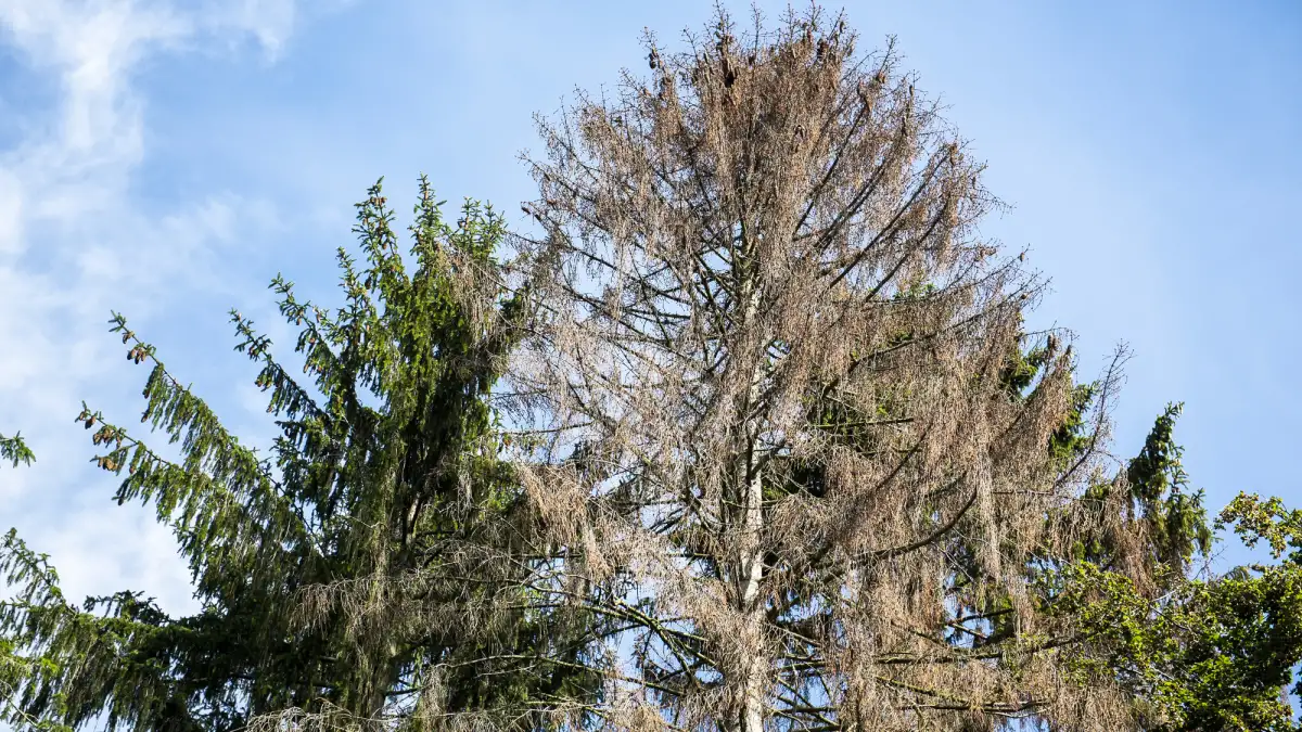 Welche Folgen der milde Winter für die Natur in Bremen hat
