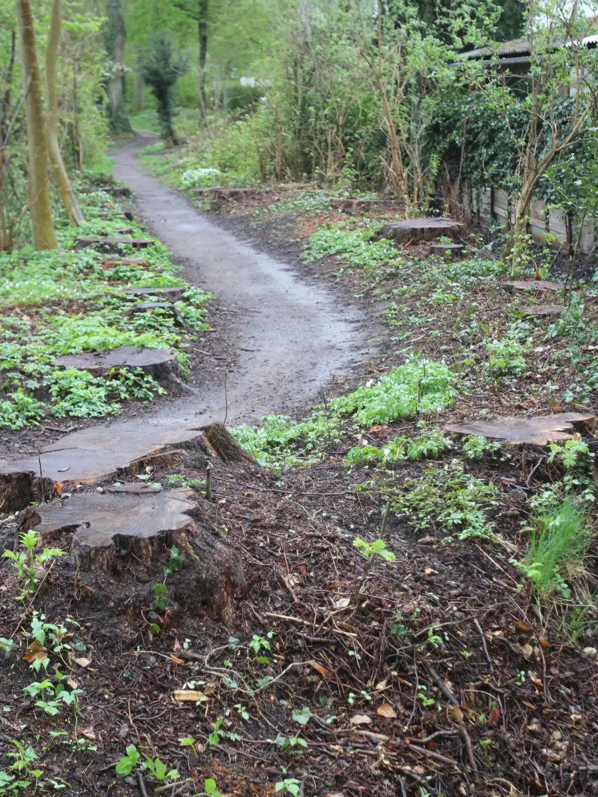 Mehr Erlen gefällt als geplant
