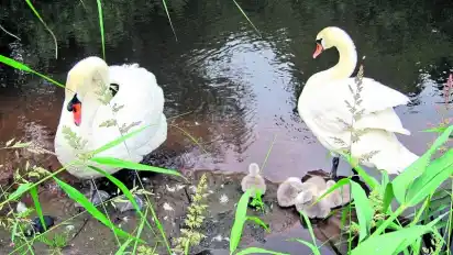 Happy End in Ottersberg: Schwanenpaar hat wieder Nachwuchs