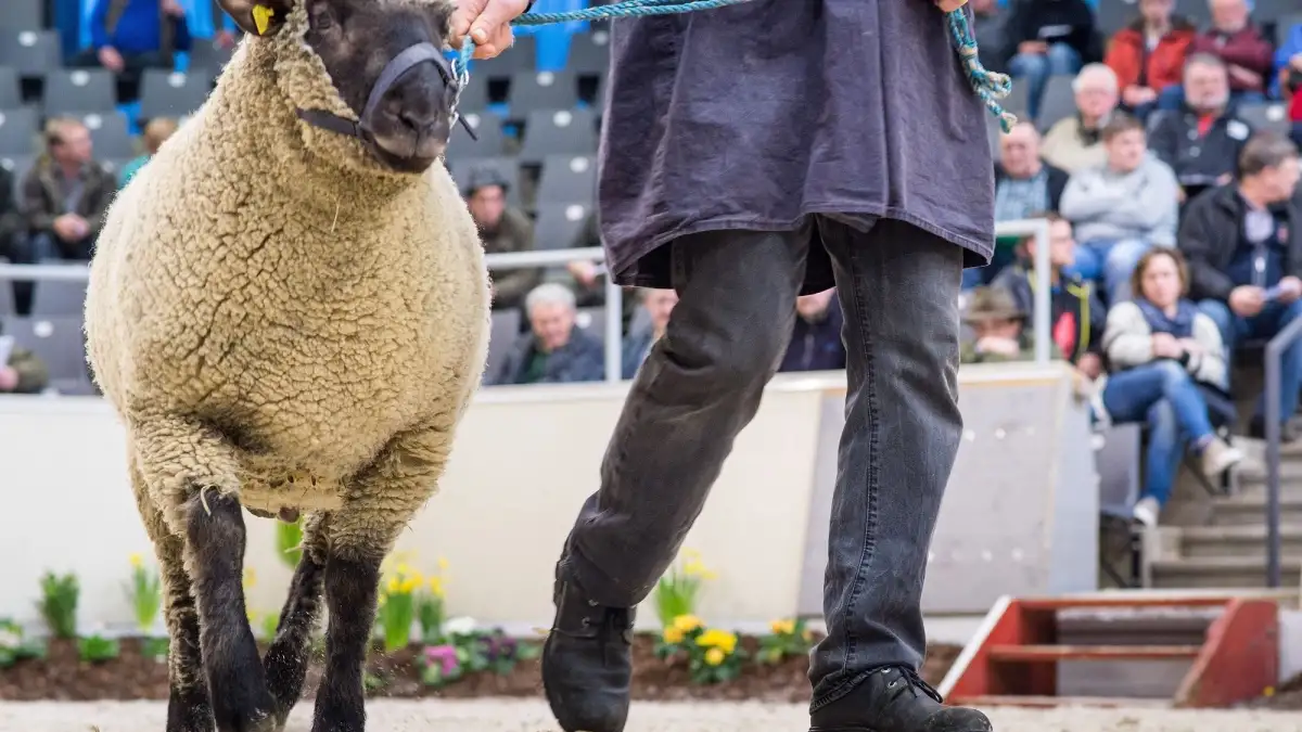 Eliteböcke mit schwarzen Köpfen