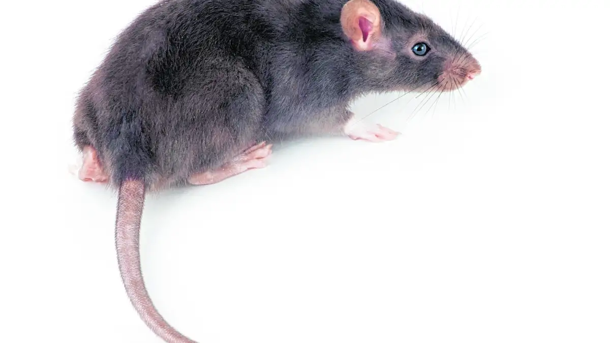 Die Ratten nagen fröhlich weiter