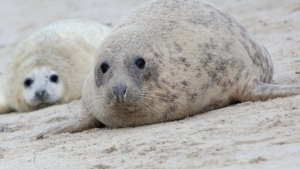 Baby-Robben auf Helgoland