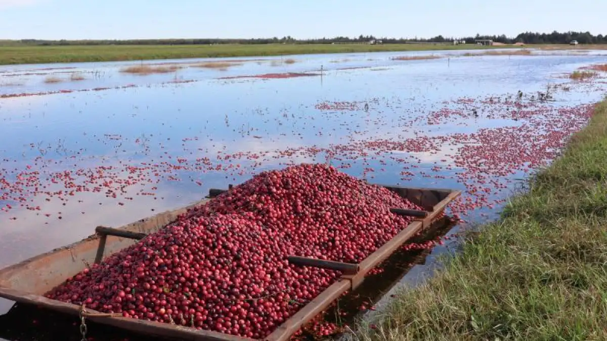 Zur Cranberry-Ernte nach Wisconsin
