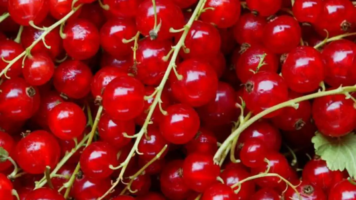 Heimisches Obst - wann gibt es was?