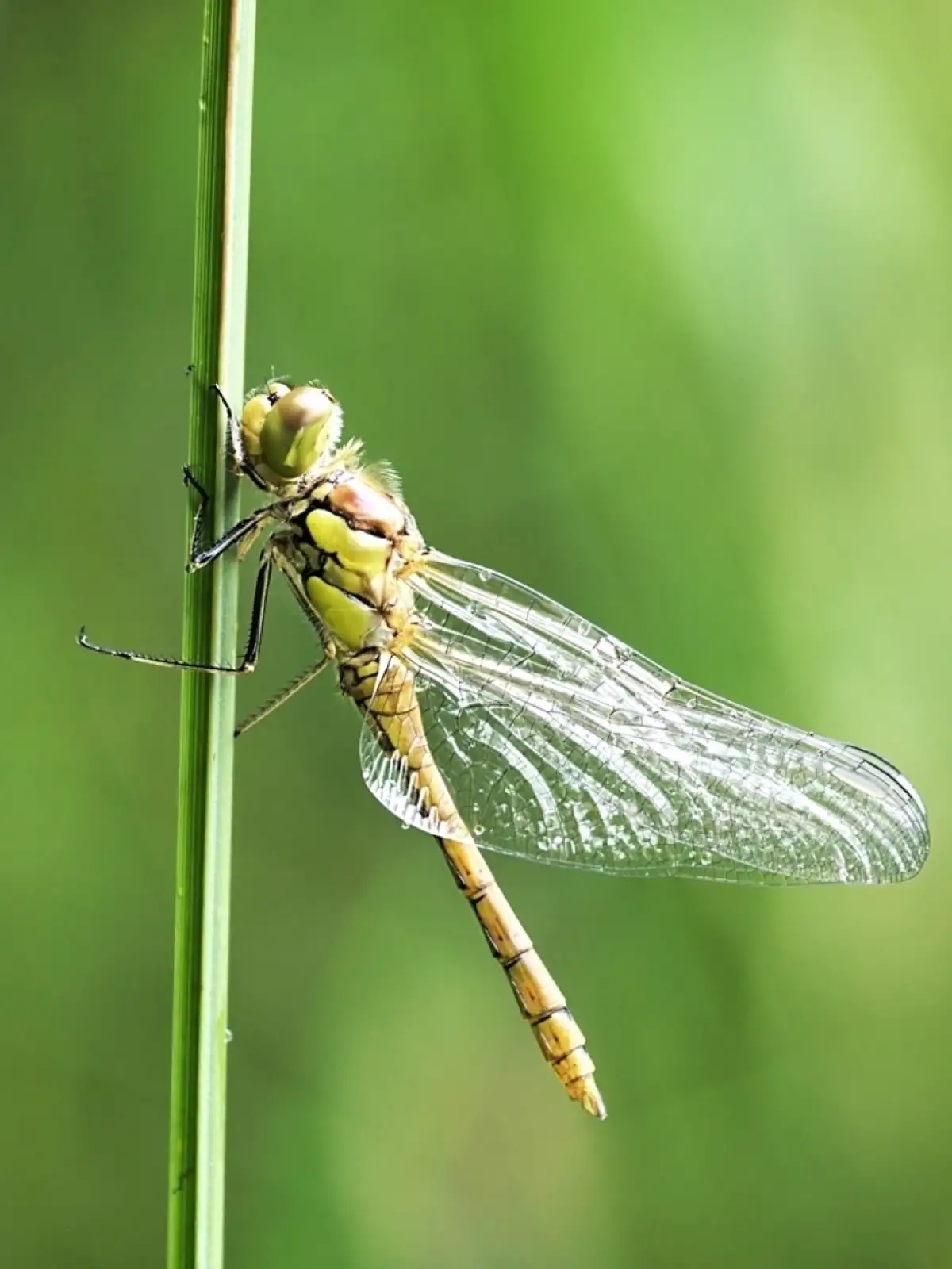 Das Leben der Libellen beobachten