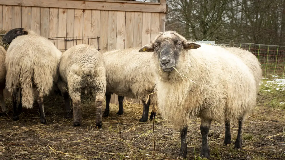 Schafherde des Weyher Nabu: Mit Uschi und Shorty auf Abwegen
