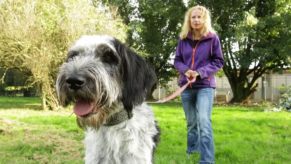 Vorstoß für Hundeführerschein