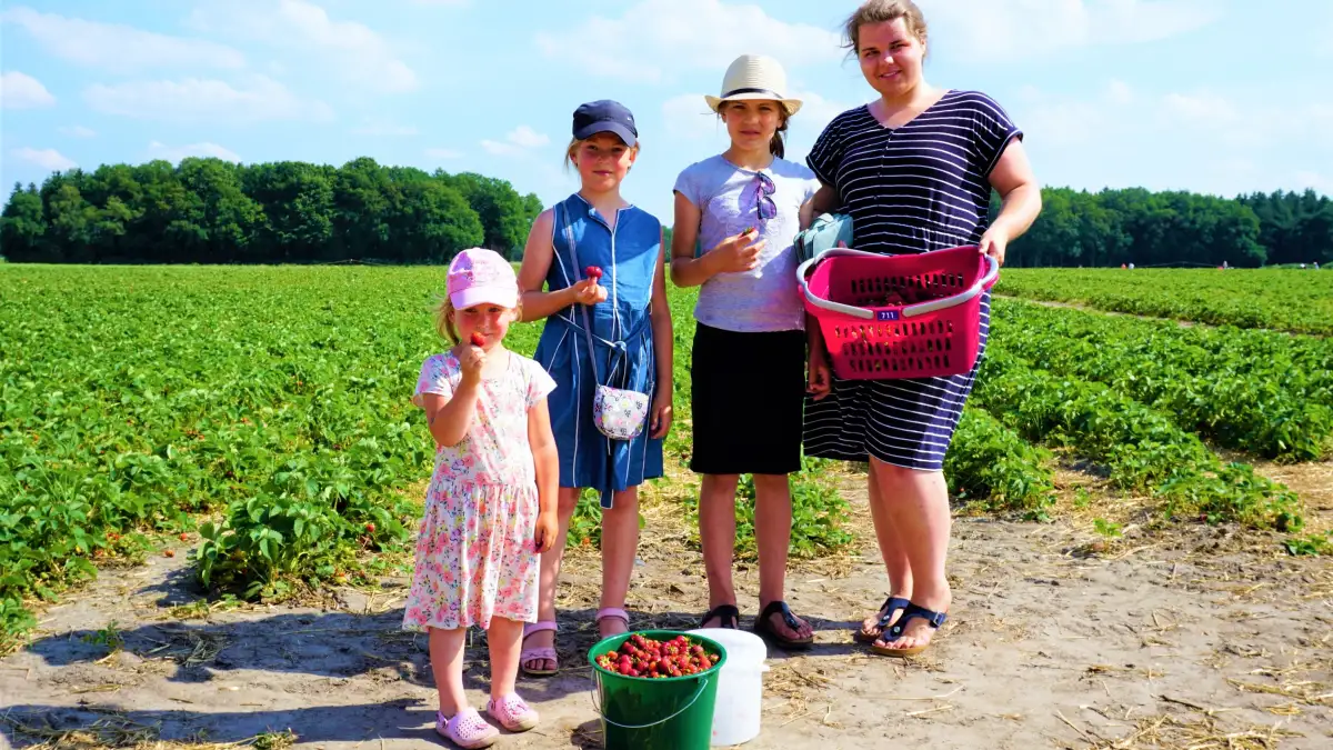 Frisches vom Feld: Erdbeerfelder locken mit roten Früchten