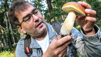 Pilzen in Bremen und umzu fehlt es an Feuchtigkeit