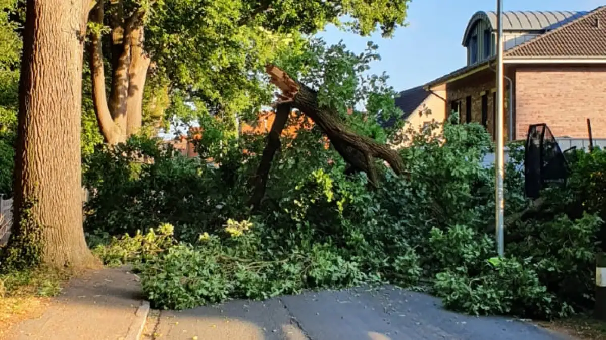 Grünastabbruch: Ast stürzt wegen Trockenheit in einen Bremer Garten