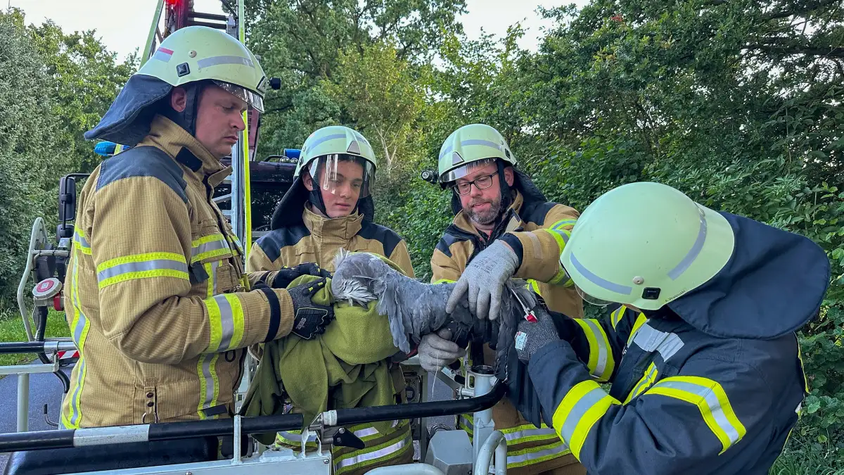 Feuerwehr in Osterholz rettet Reiher aus zehn Meter hohem Baum