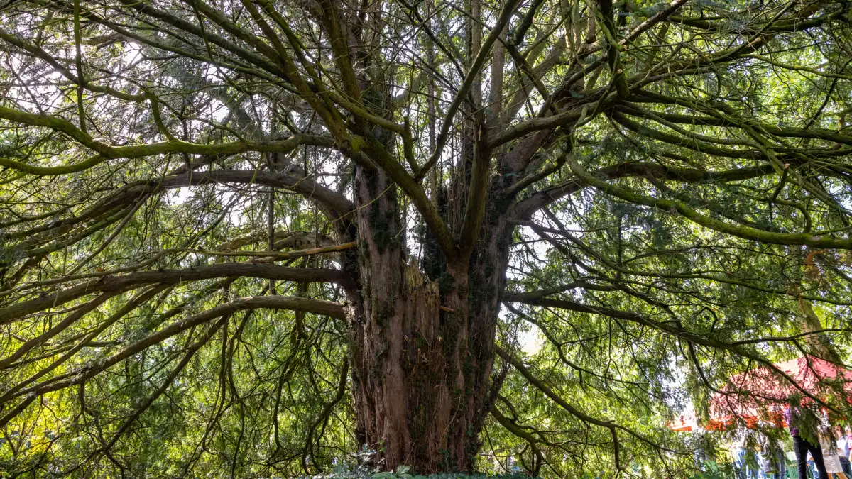 Nationalerbe-Baum: 400 Jahre alte Eibe in Thedinghausen ausgezeichnet