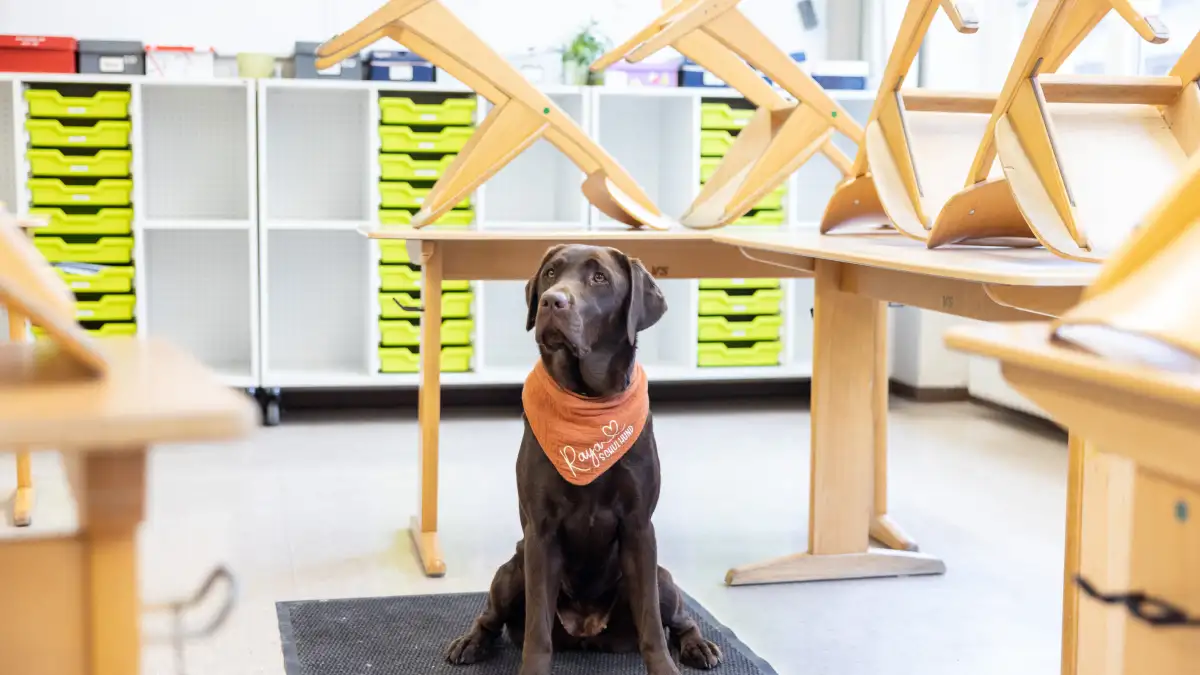 Schulhündin Raya ist neu im Kollegium