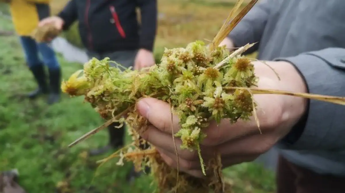 Landwirtschaft: Im Landkreis Diepholz wird im Moor geforscht