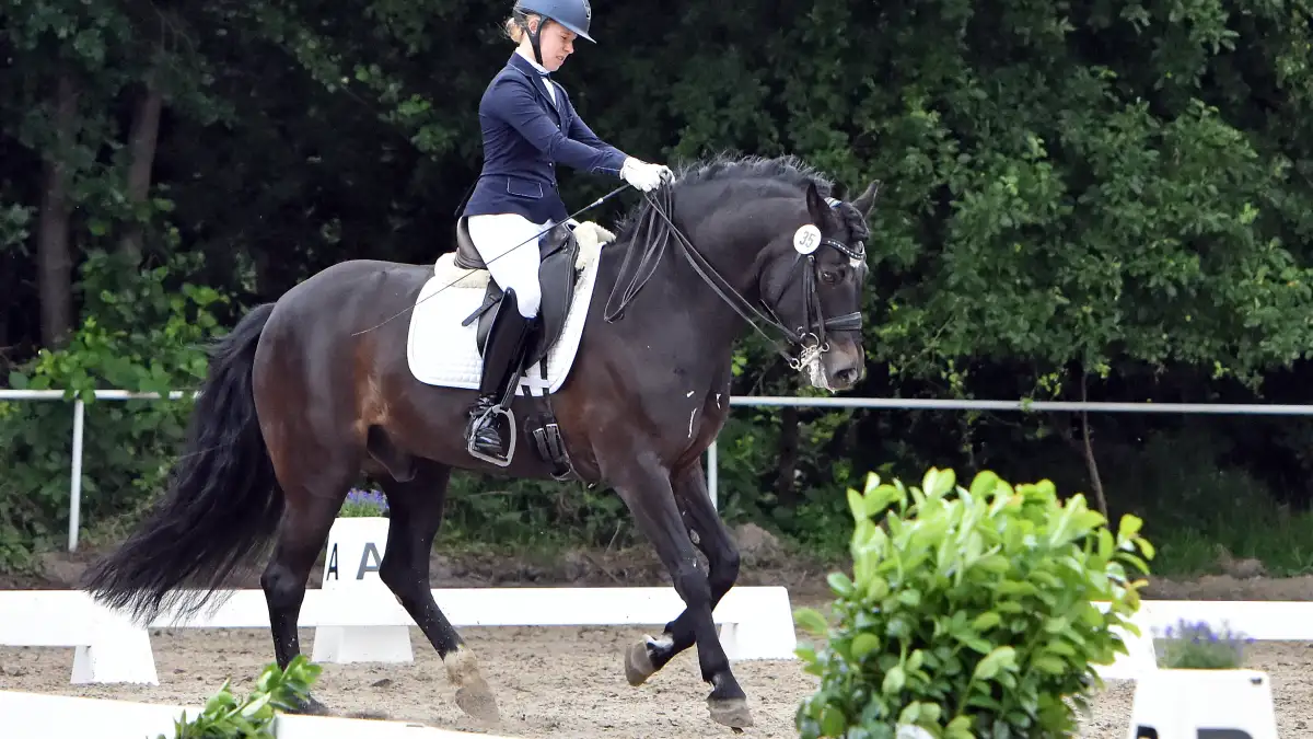 Reitsport: Sarkes Starterfeld beim RC Tempo Ritterhude