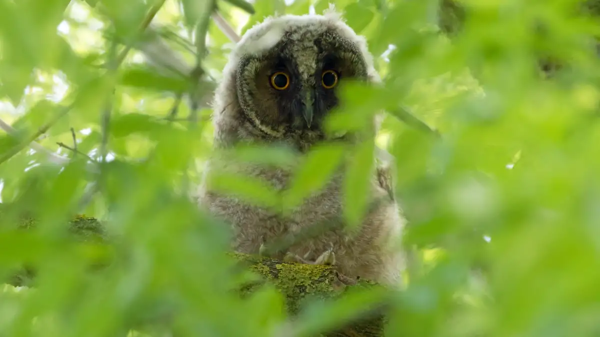 Ungewöhnliches Fiepen: Nabu klärt über Geräusche in Bäumen auf