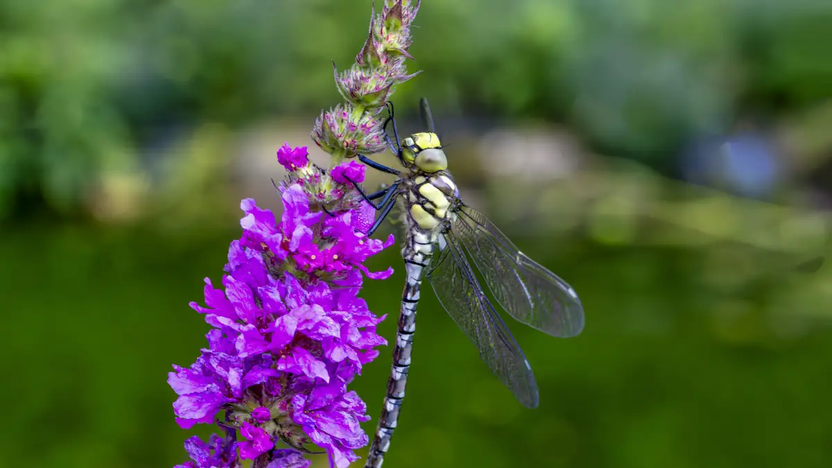 Entlang der Gewässer blüht die Staude des Jahres 2024: Blutweiderich.