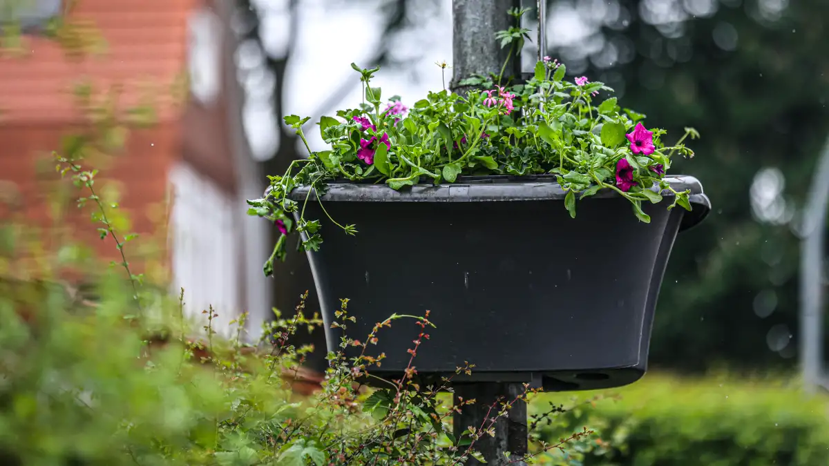 Sponsoren für blühende Innenstadt in Osterholz-Scharmbeck gesucht