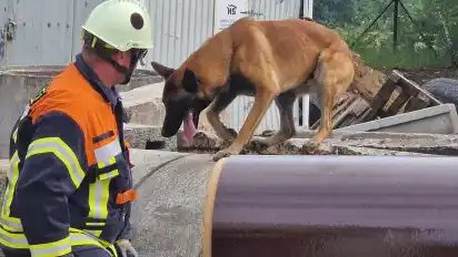 Bereit für den Einsatz: Suchhund Murdog aus Lemwerder meistert Prüfung