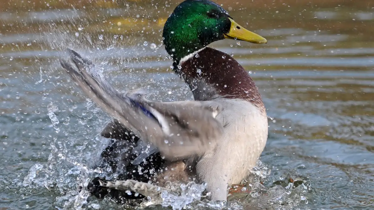 Angst vor Tieren: Von Mäusen bis Haien und Enten