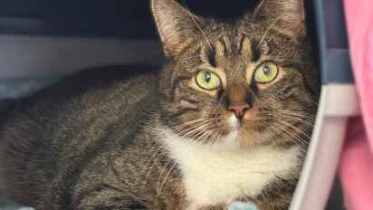 Tier der Woche in Delmenhorst: Kater Fuzzy benötigt neues Zuhause